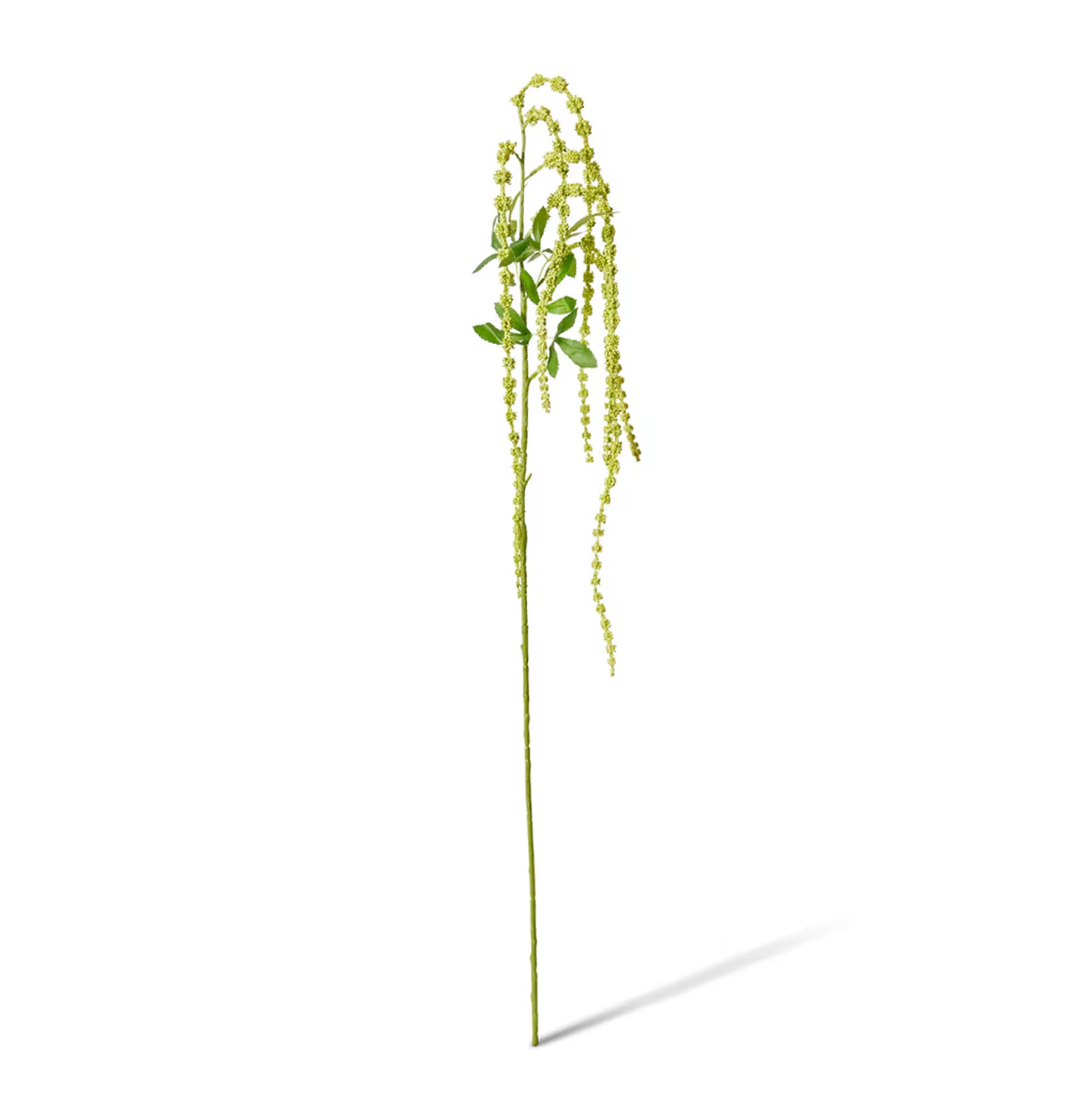 Amaranthus Hanging Spray – Buds on B